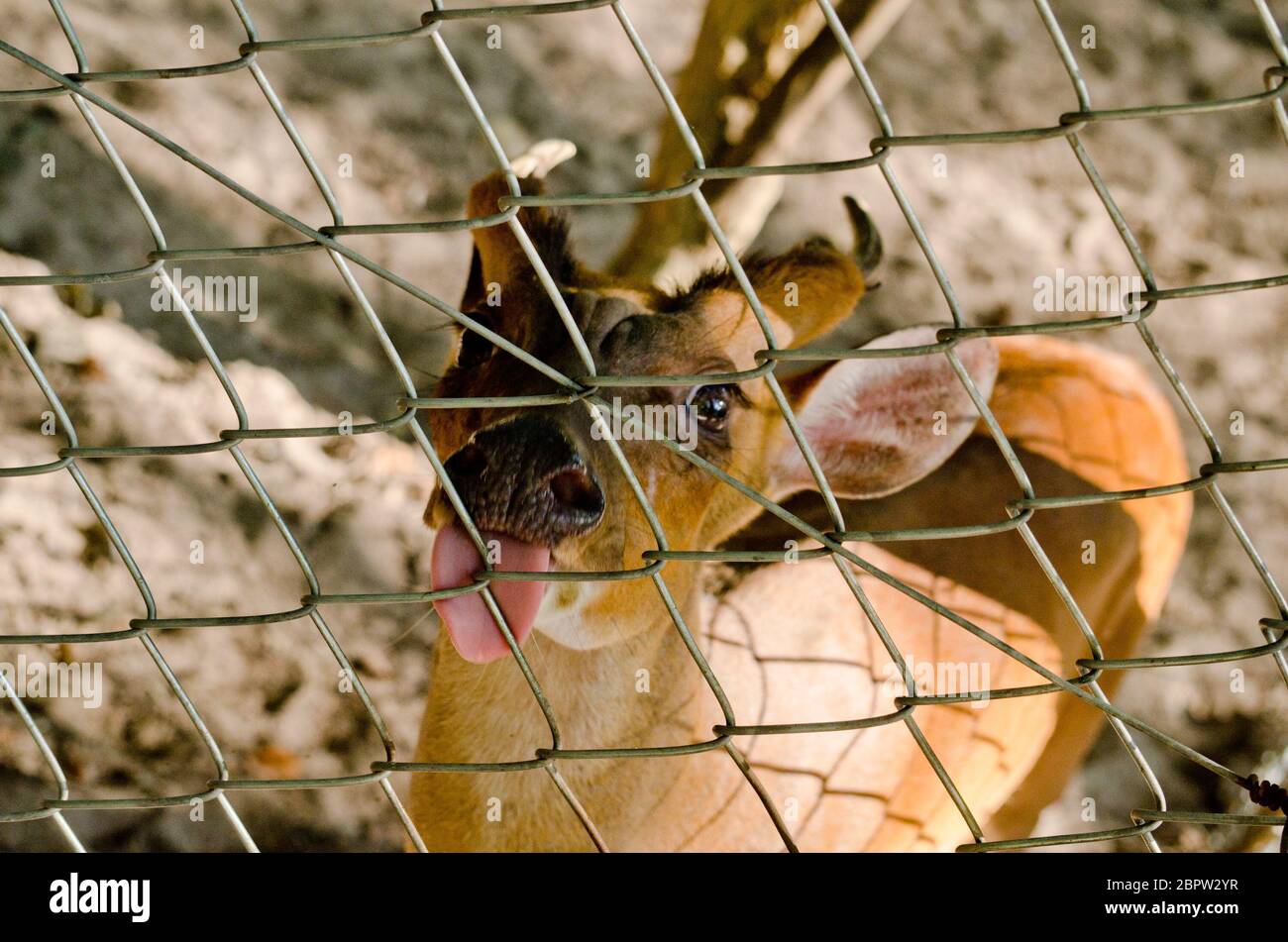 The Fea's Muntjac or Tenasserim muntjac (Muntiacus feae) is a rare ...