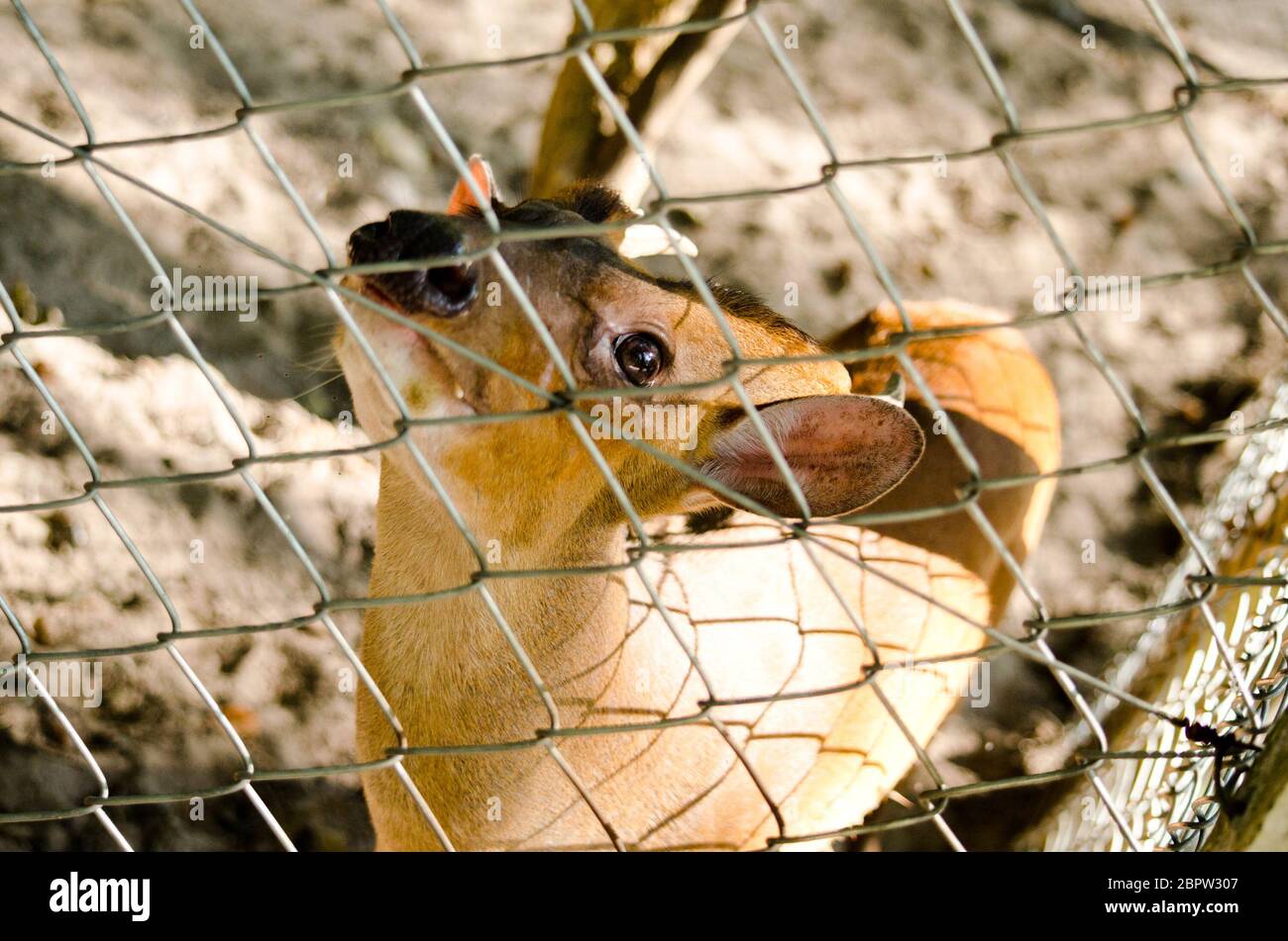The Fea's Muntjac or Tenasserim muntjac (Muntiacus feae) is a rare ...