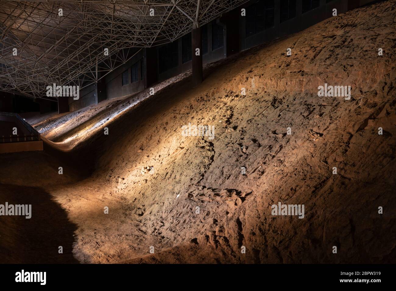 Kunming, China - May 17, 2020: Dinosaur fossils displayed at the Lufeng ...