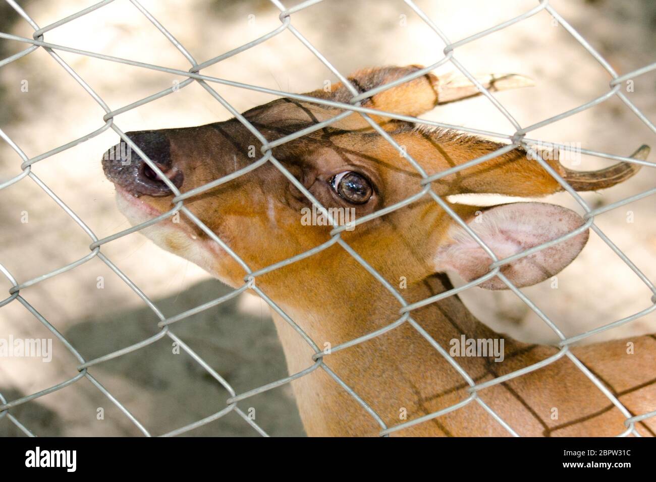 The Fea's Muntjac or Tenasserim muntjac (Muntiacus feae) is a rare ...