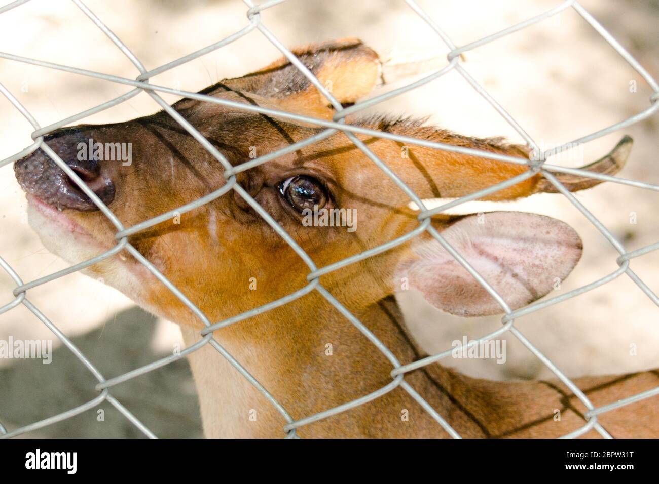 The Fea's Muntjac or Tenasserim muntjac (Muntiacus feae) is a rare ...