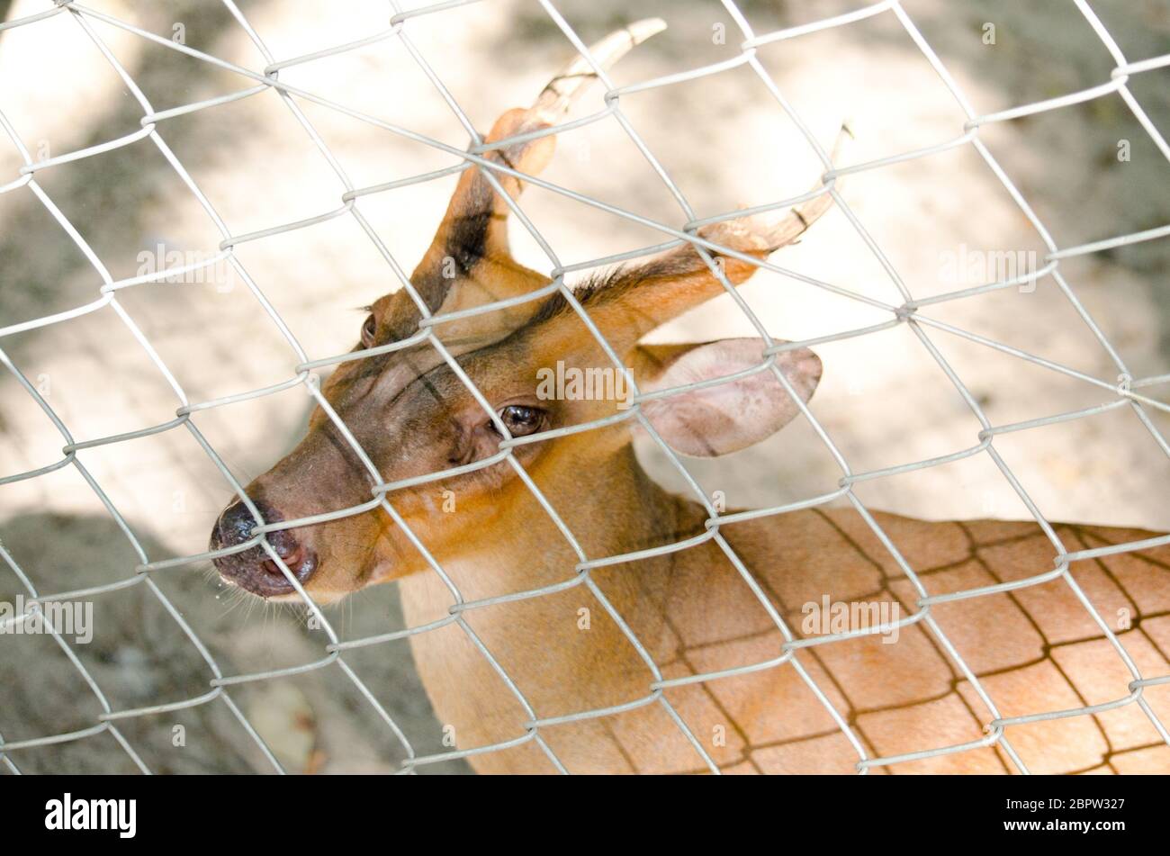 The Fea's Muntjac or Tenasserim muntjac (Muntiacus feae) is a rare ...