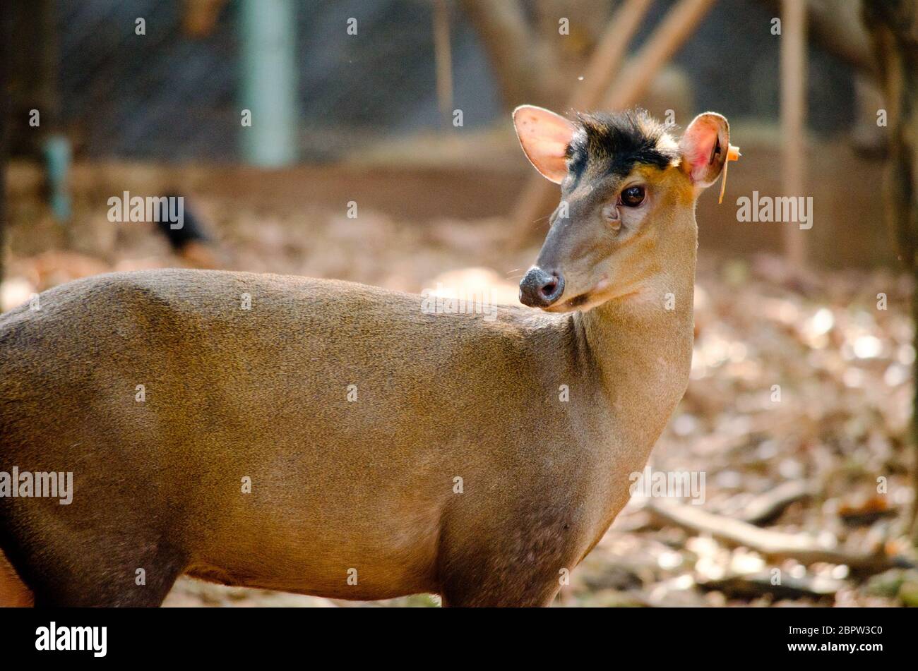 The Fea's Muntjac or Tenasserim muntjac (Muntiacus feae) is a rare ...