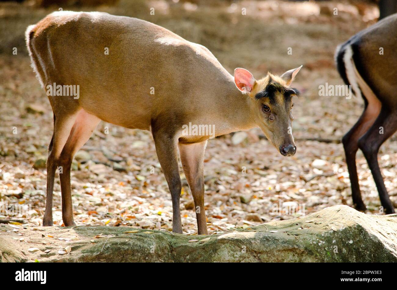 The Fea's Muntjac or Tenasserim muntjac (Muntiacus feae) is a rare ...