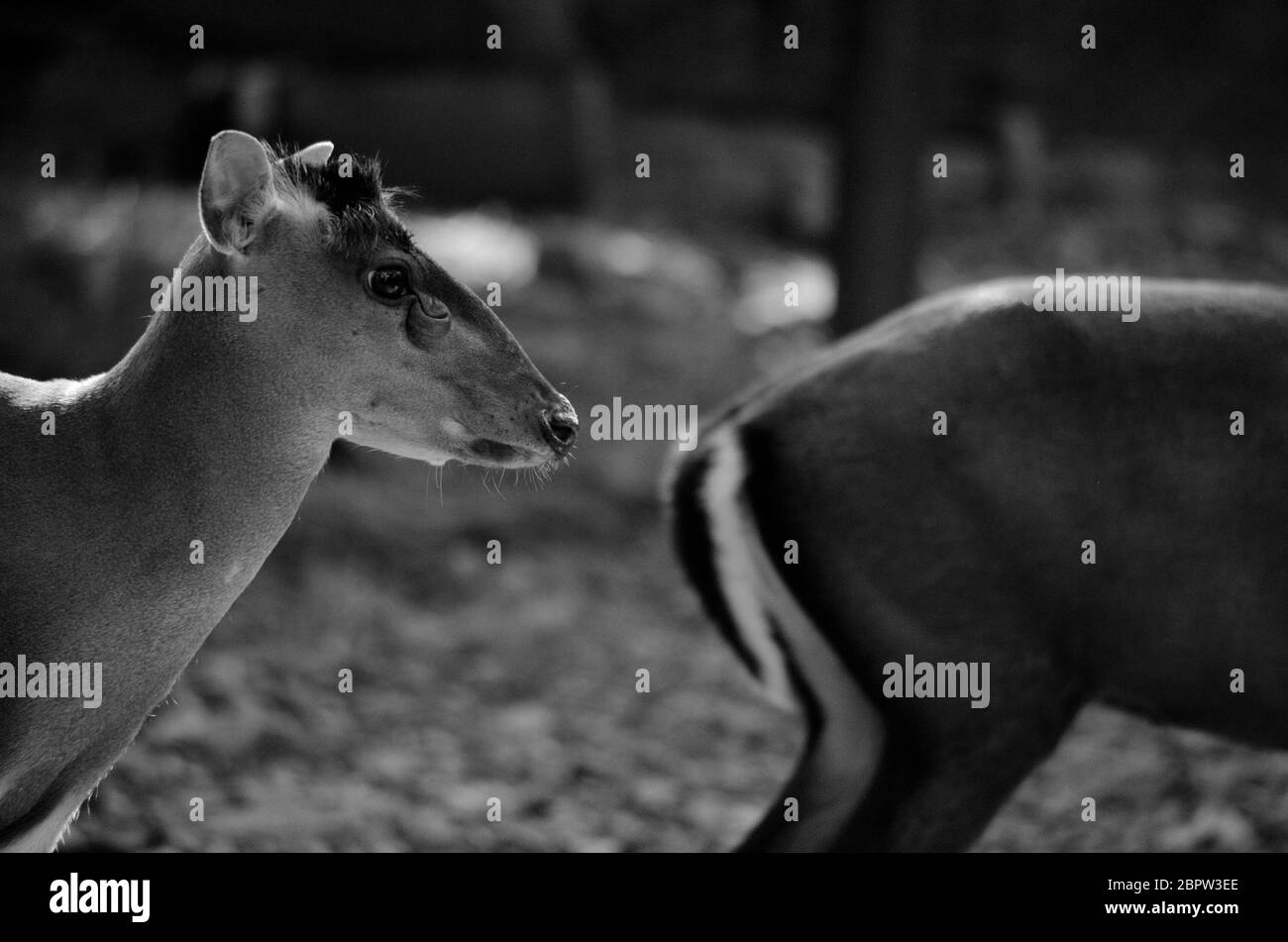 The Fea's Muntjac or Tenasserim muntjac (Muntiacus feae) is a rare ...