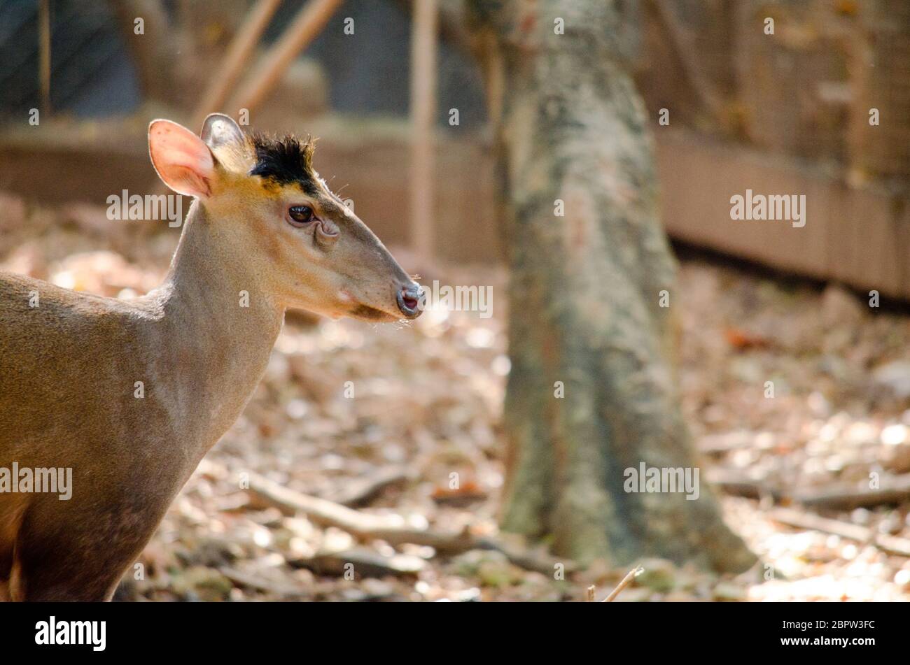The Fea's Muntjac or Tenasserim muntjac (Muntiacus feae) is a rare ...