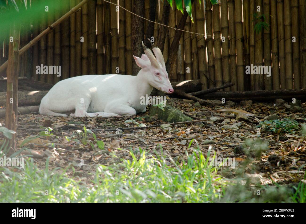 The Fea's Muntjac or Tenasserim muntjac (Muntiacus feae) is a rare ...