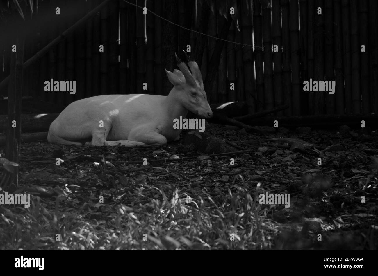 The Fea's Muntjac or Tenasserim muntjac (Muntiacus feae) is a rare ...