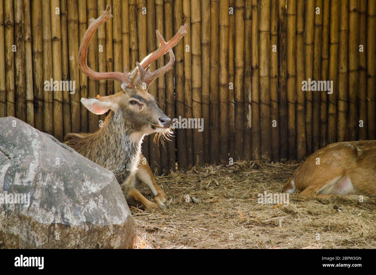 Eld's deer (Panolia eldii) also known as the thamin or brow-antlered ...