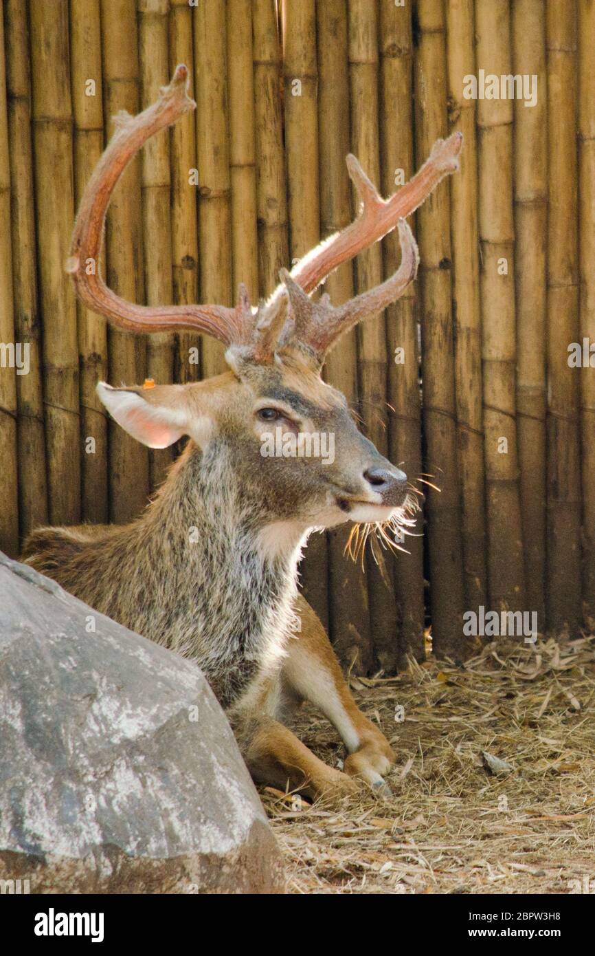 Endangered species of deer indigenous to southeast asia hi-res stock ...