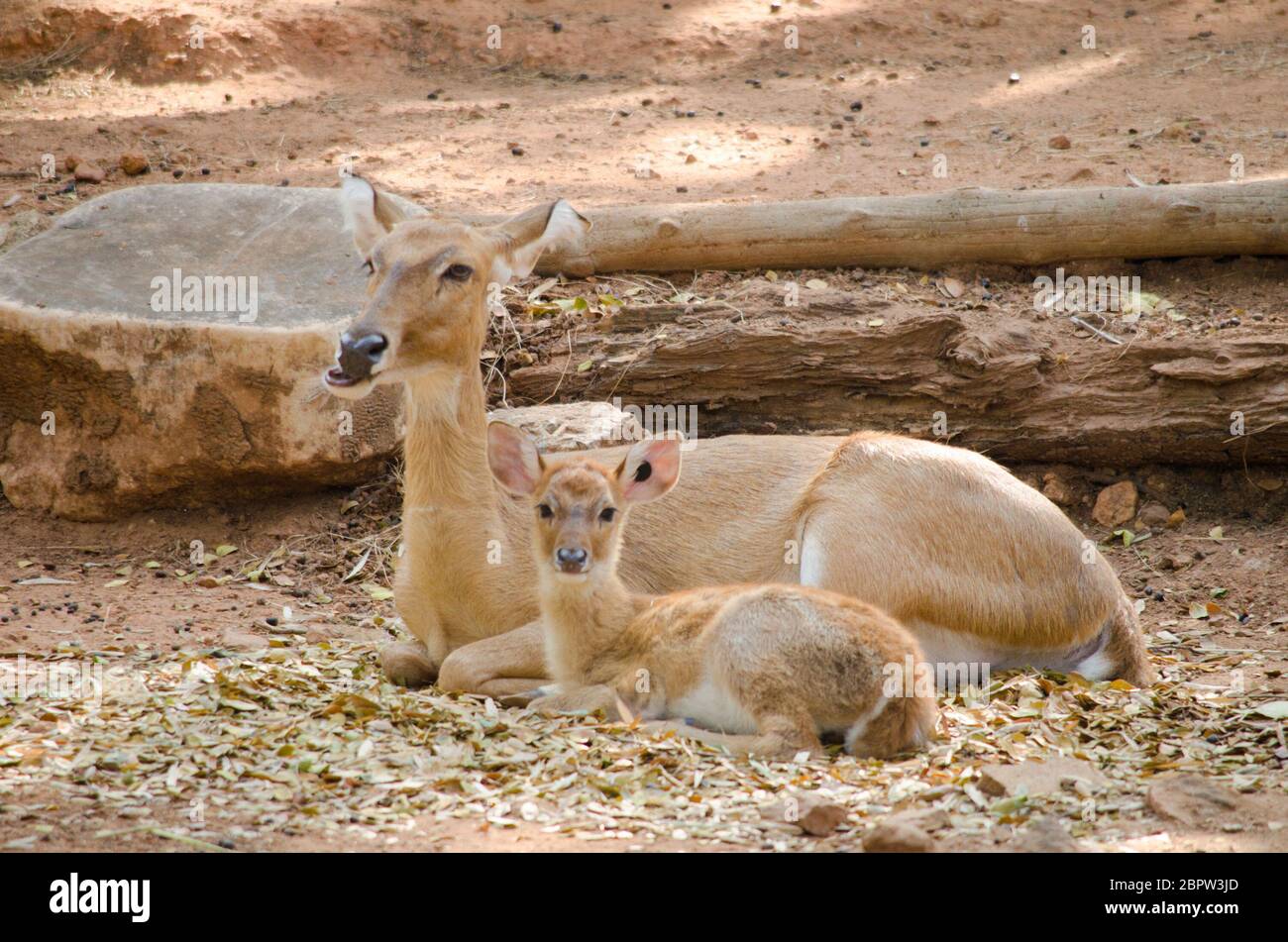 Endangered species of deer indigenous to southeast asia hi-res stock ...