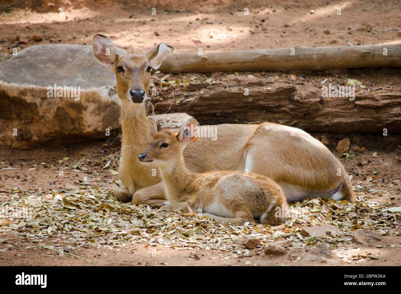 Eld's deer (Panolia eldii) also known as the thamin or brow-antlered ...