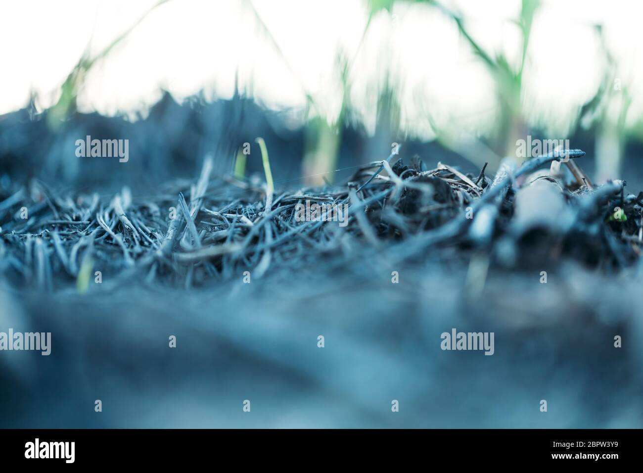 Germination of grass after a fire, restoration of nature, natural ...