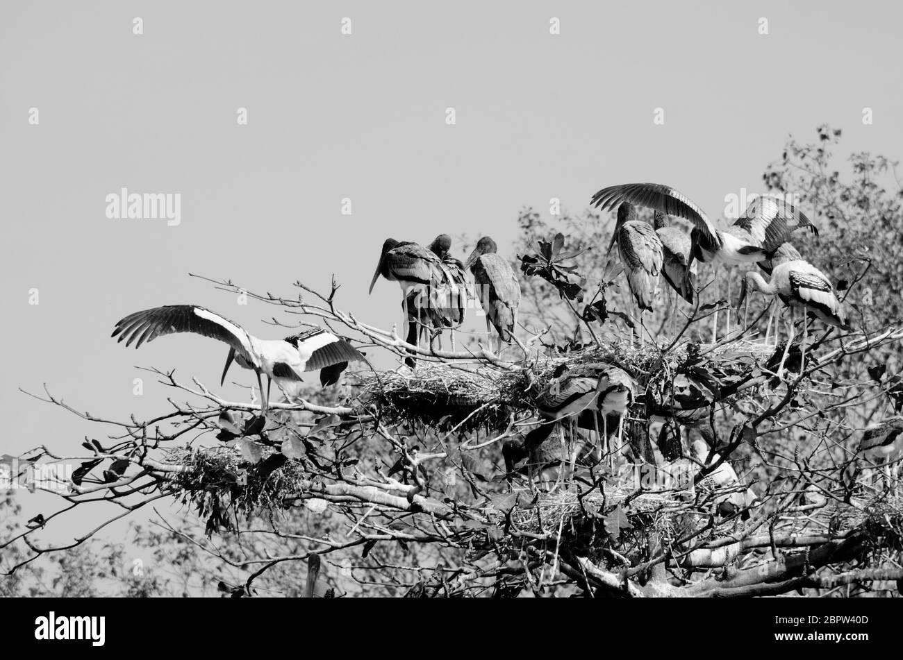 big bird is sitting on the tree and is ready to fly around the forest ...