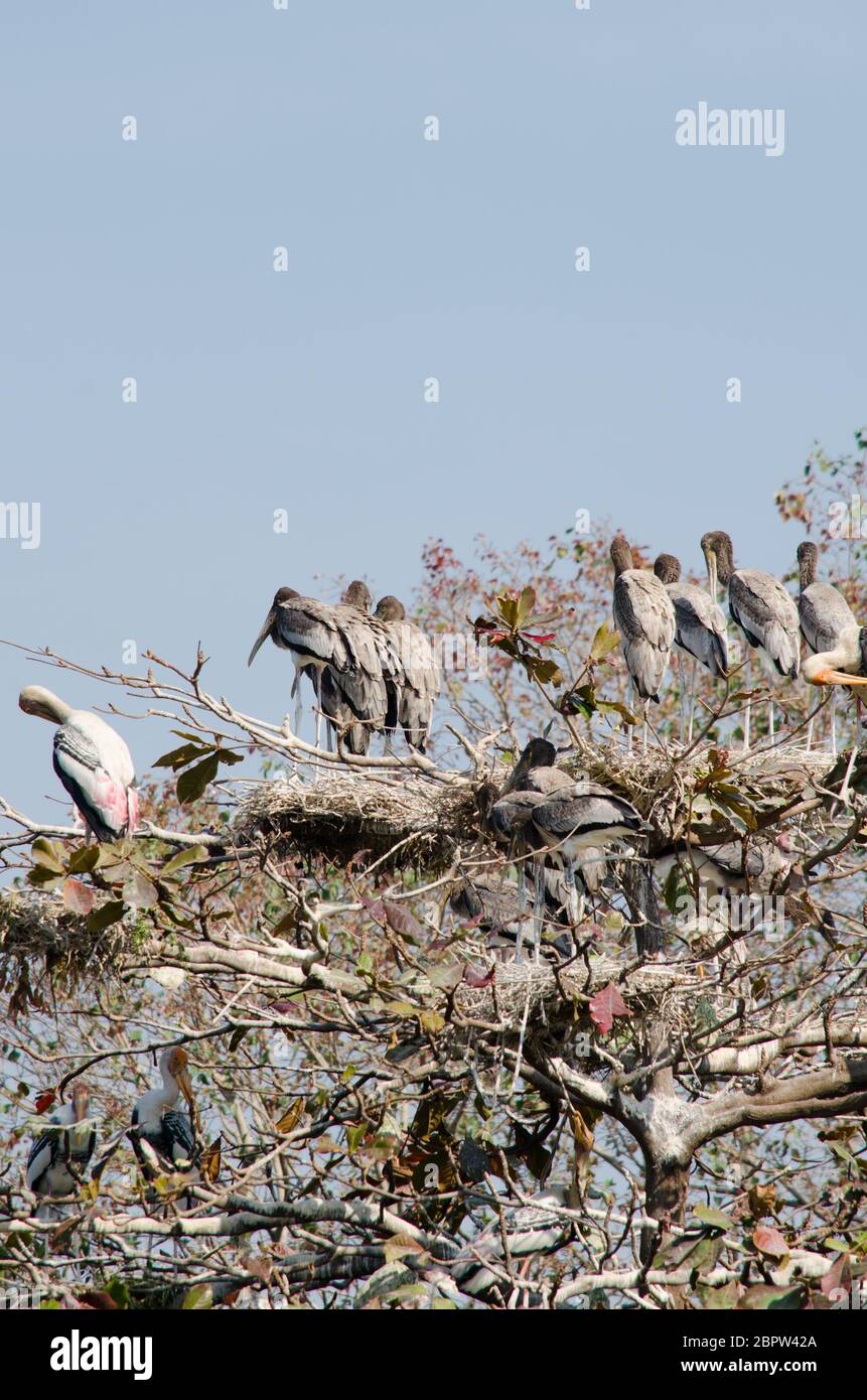 big bird is sitting on the tree and is ready to fly around the forest ...