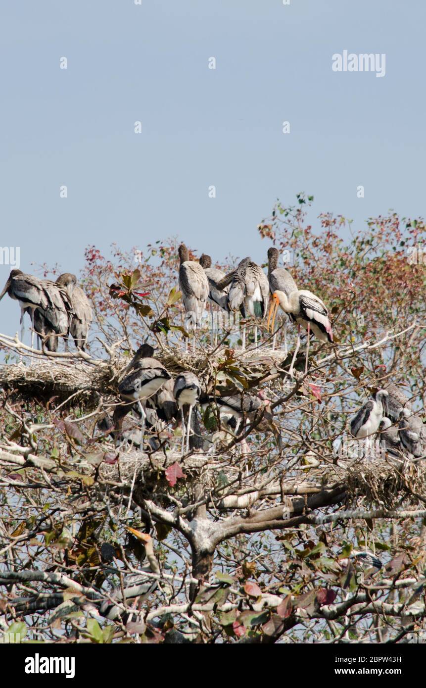 big bird is sitting on the tree and is ready to fly around the forest ...