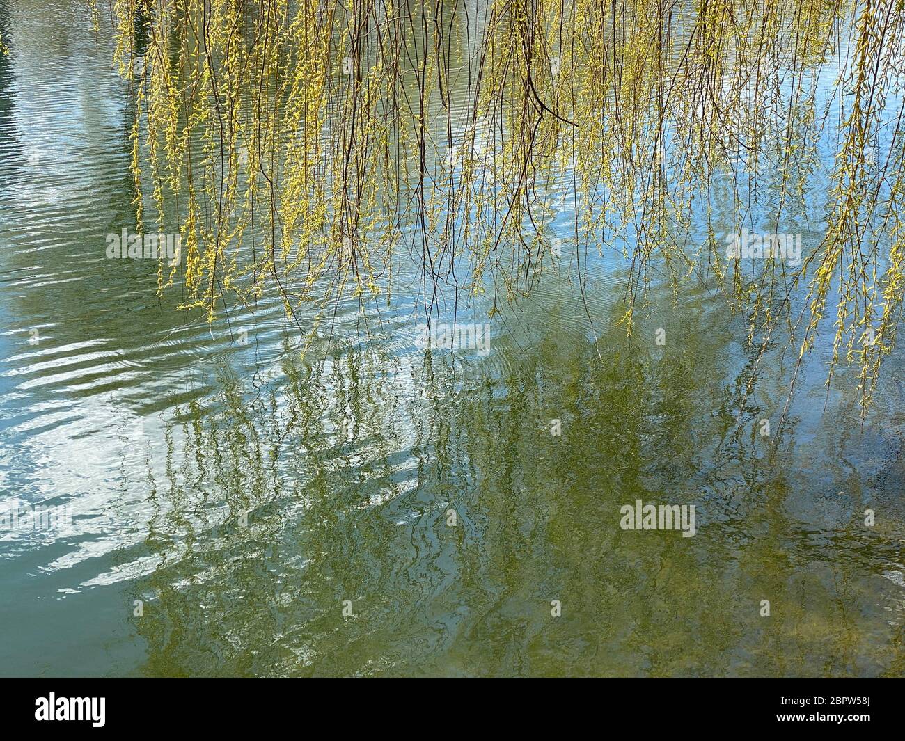Weeping willow tree and water hi-res stock photography and images - Alamy