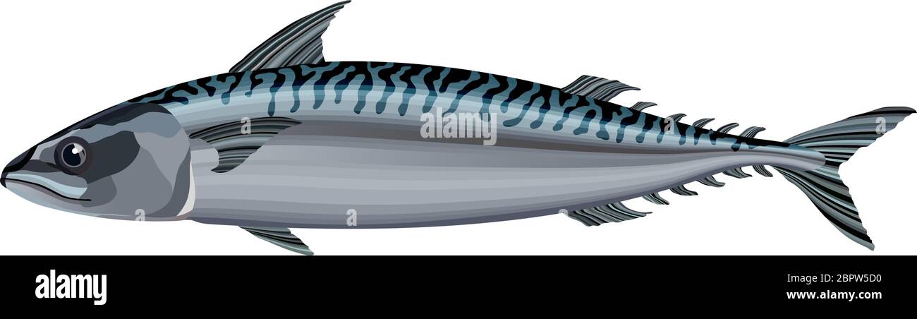 Mackerel fresh raw fish Stock Vector Images - Alamy
