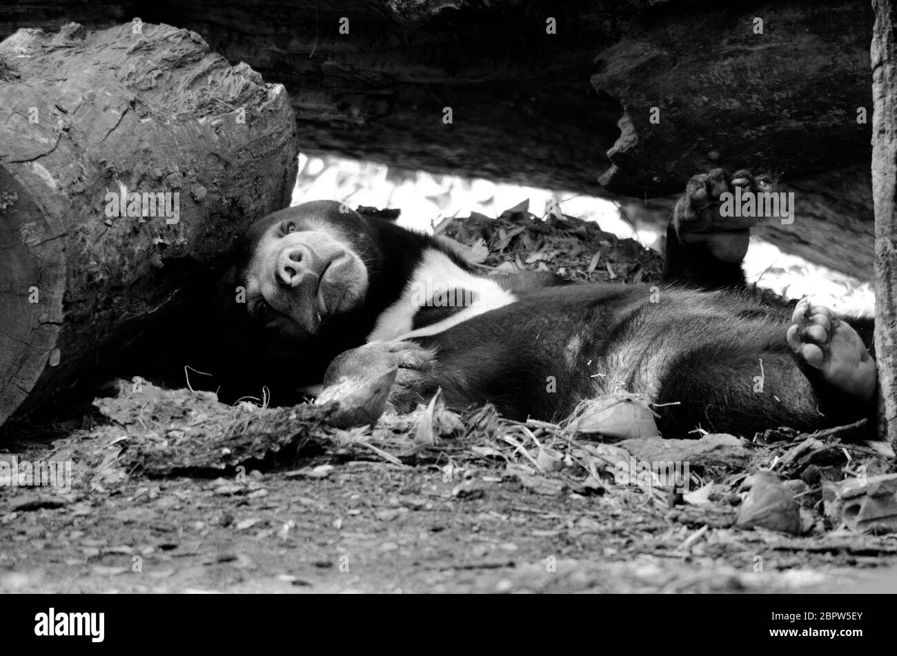 malayun sun bear is dangerous species in forest ,thailand and it have ...