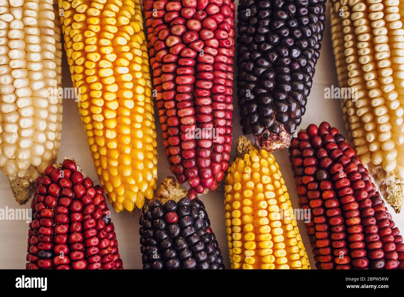 mexican Corn crop in different colors in mexico Stock Photo - Alamy