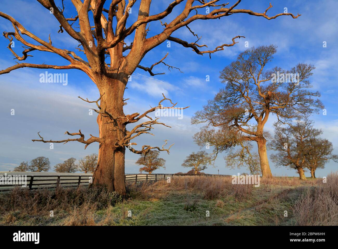 Frost covered Oak Trees, Marlfield, County Tipperary, Ireland Stock ...