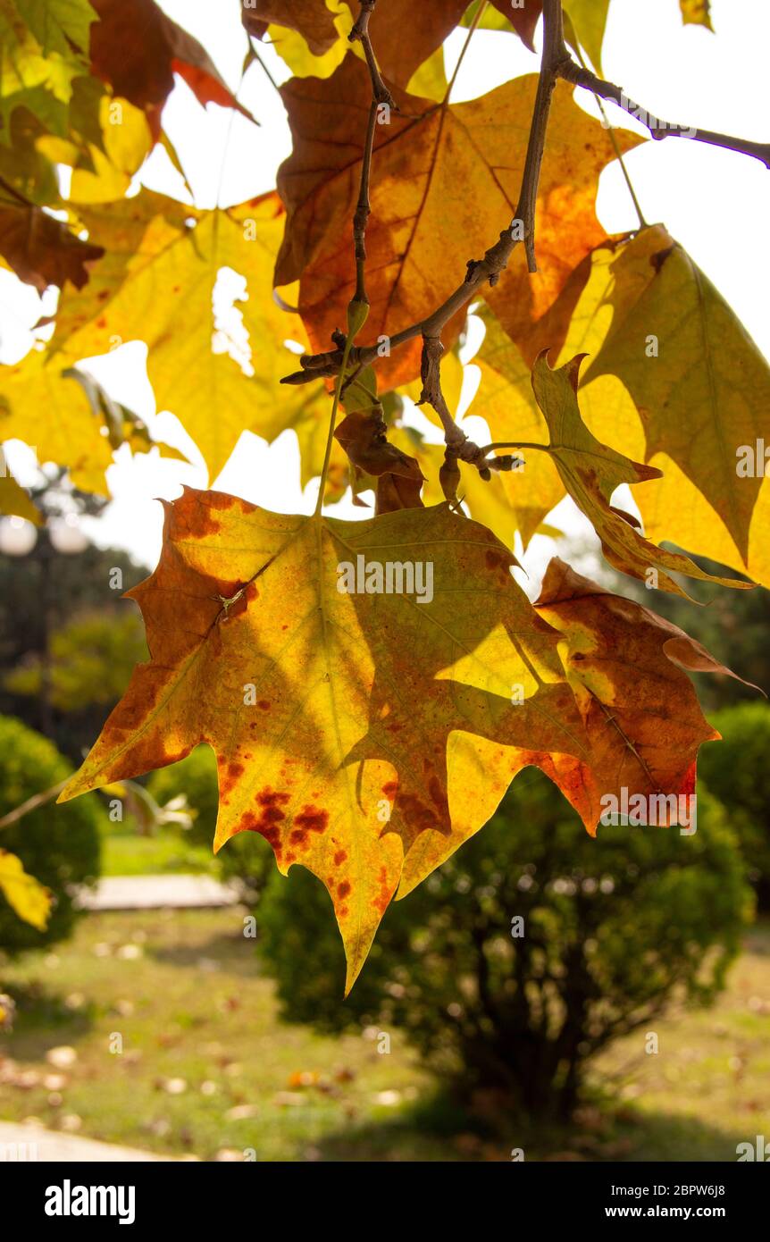 yellowed maple leaves in the sunlight. The concept of the onset of ...