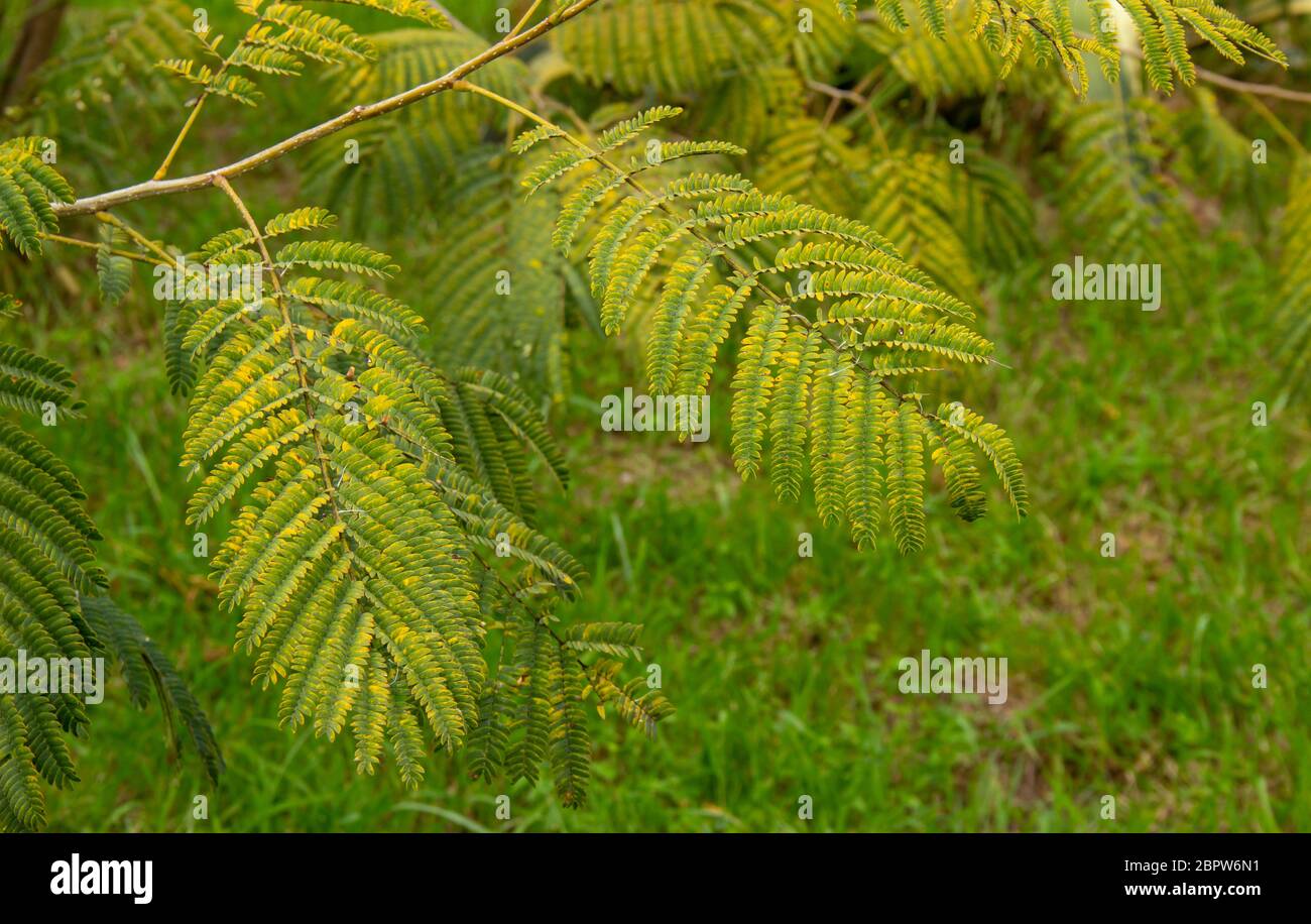 California sequoia park garden hi-res stock photography and images - Alamy