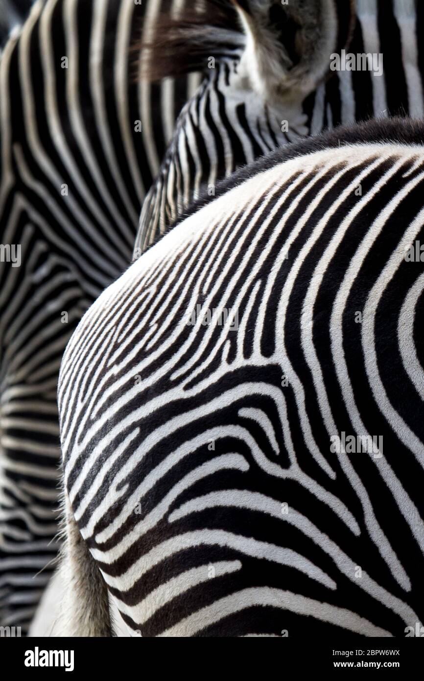 Hair behind ear hi-res stock photography and images - Alamy