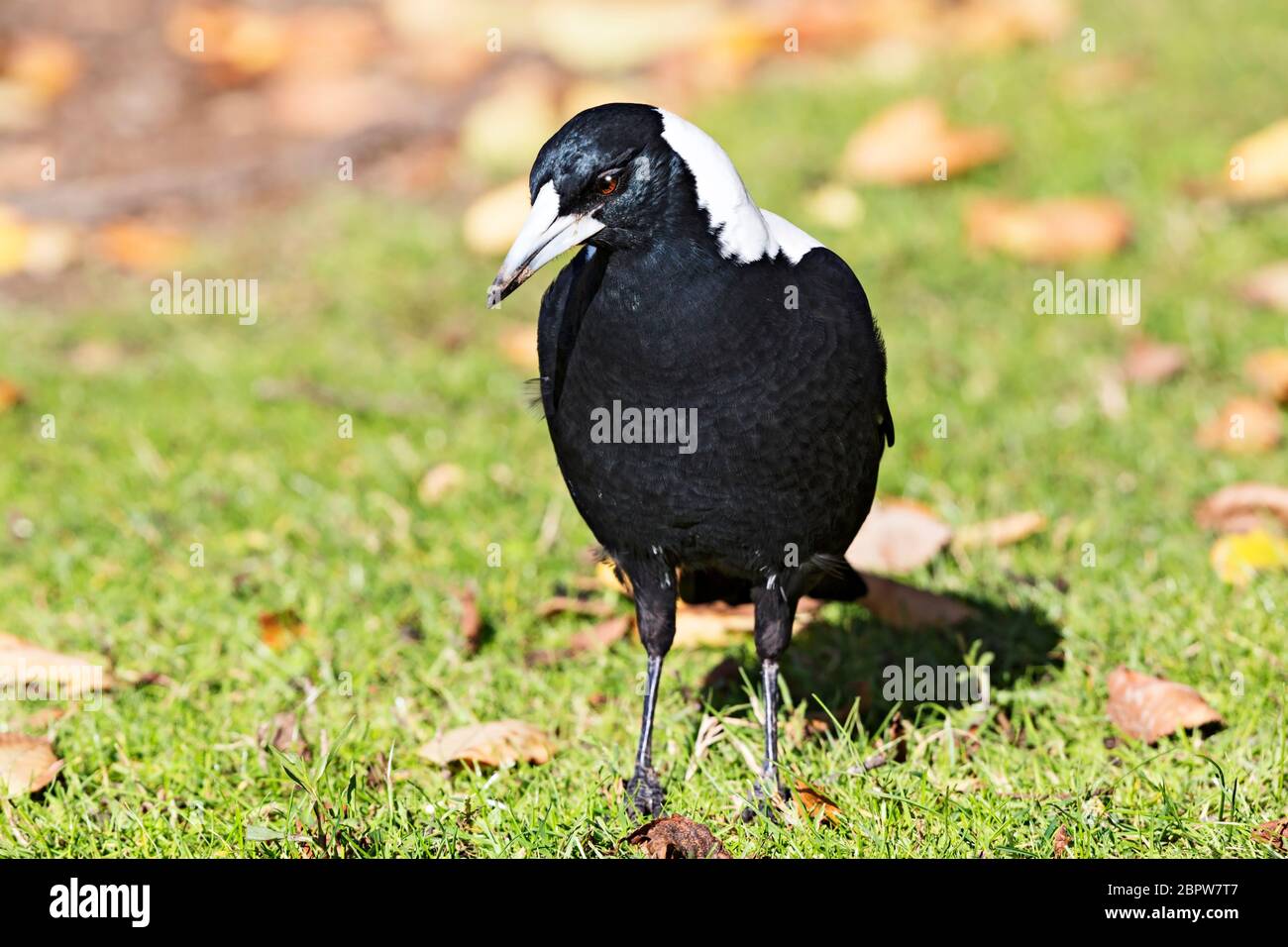 Australian magpies hi-res stock photography and images - Alamy
