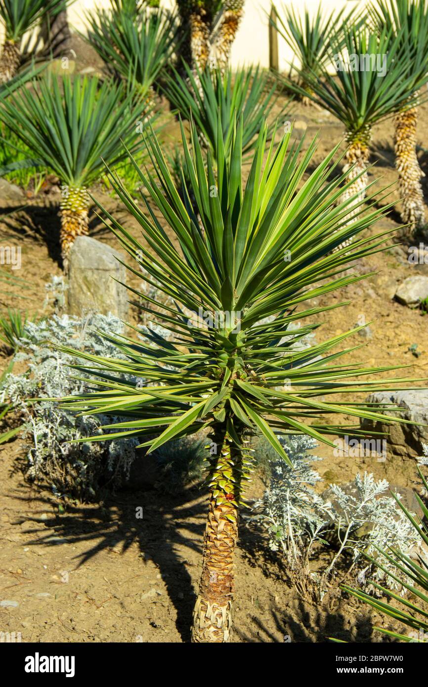 Yucca is a genus of evergreen trees in the Agave subfamily of the ...