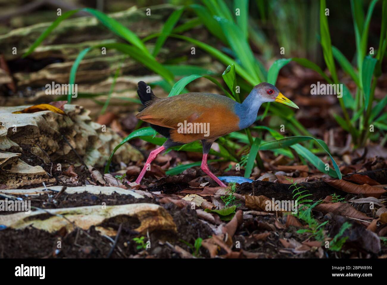 Grey-necked wood-rail, Aramides cajaneus, at the lakeshore of Gatun ...
