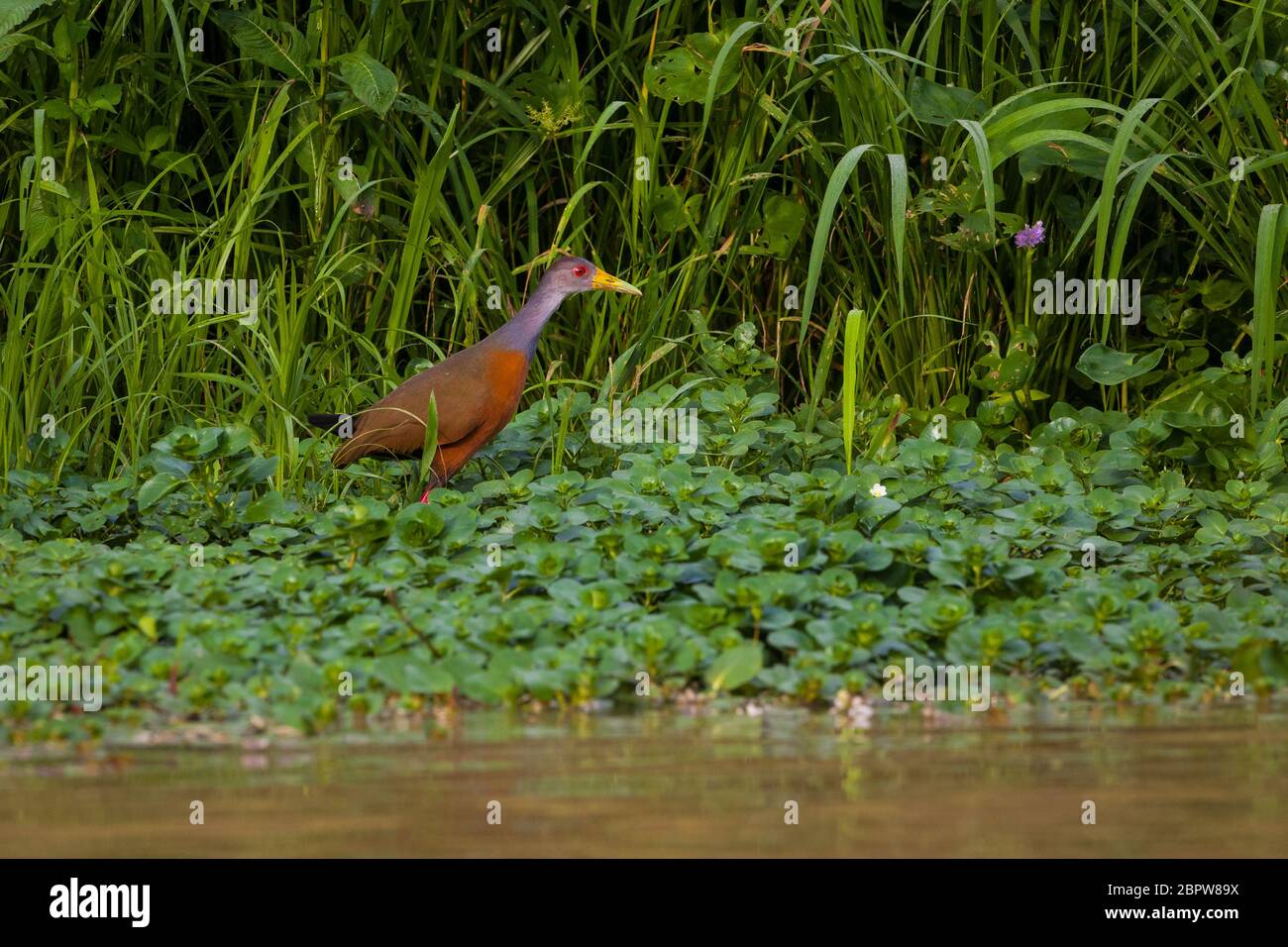 Grey-necked wood-rail, Aramides cajaneus, at the lakeshore of Gatun ...