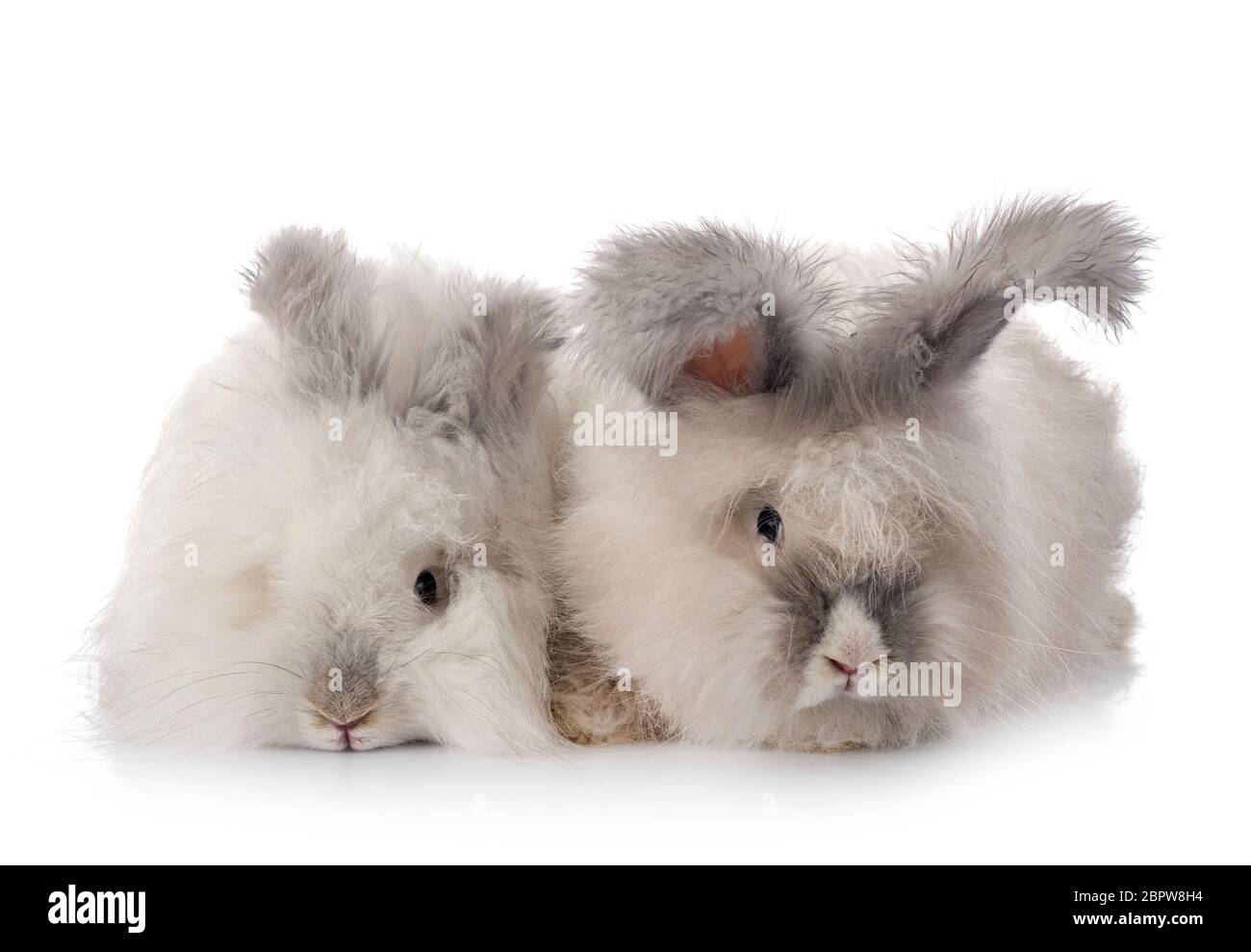English Angoras in front of white background Stock Photo - Alamy