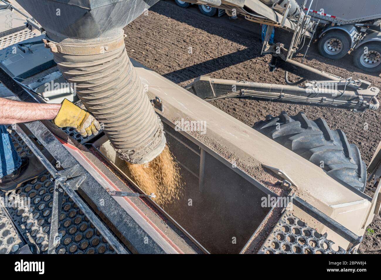 Loading wheat seed from the semi into the air drill for seeding in ...