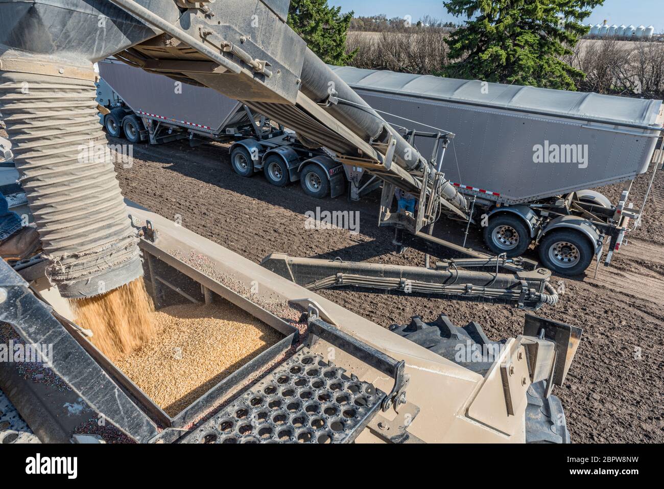 Loading wheat seed from the semi into the air drill for seeding in ...