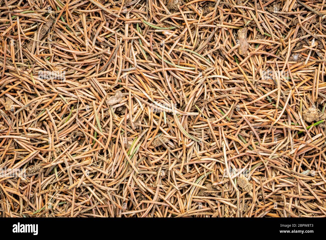closeup background and texture of forest floor under spruce tree Stock ...