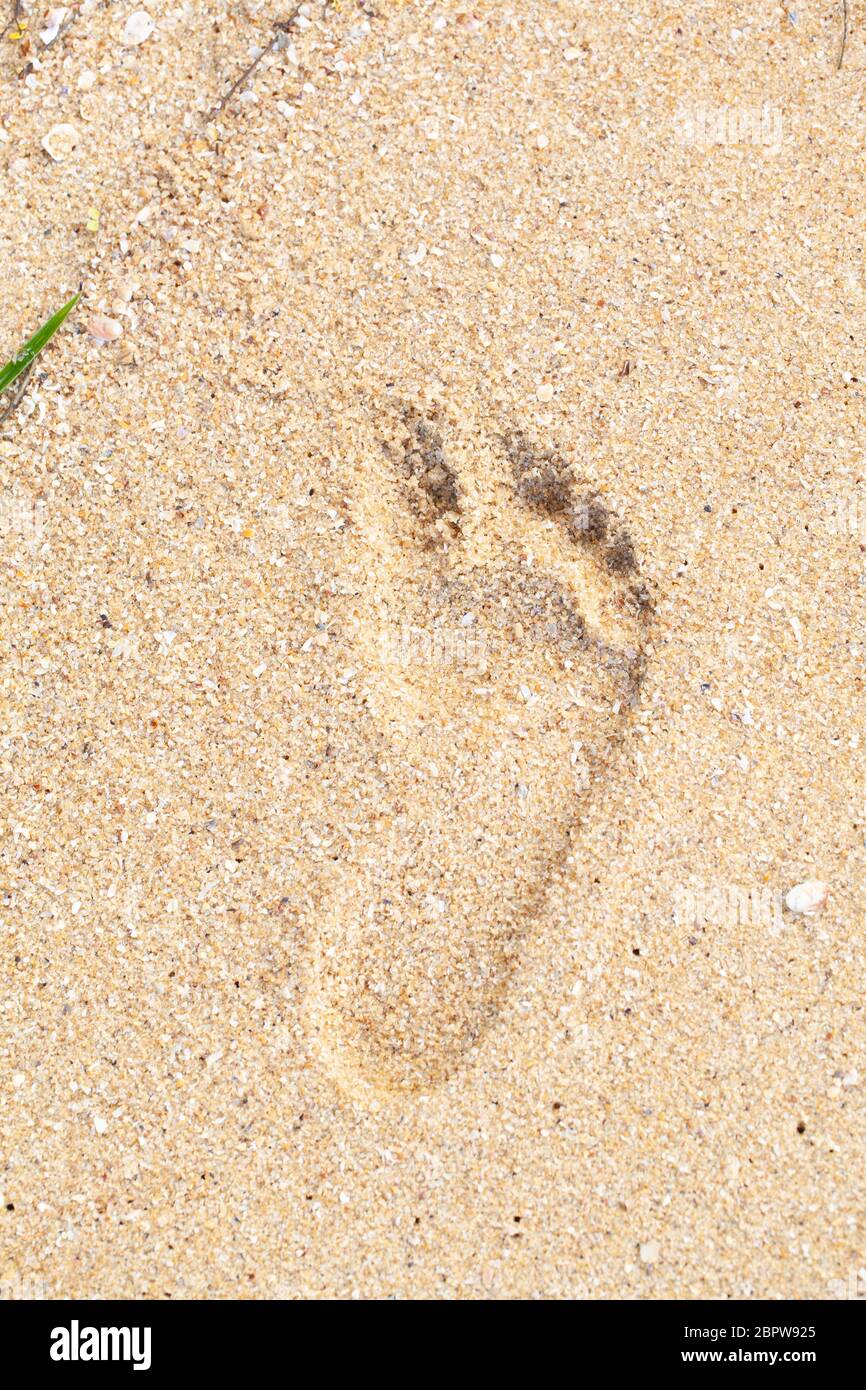 Footprints in sand at the Beach Textured wet sand background (sand, top ...