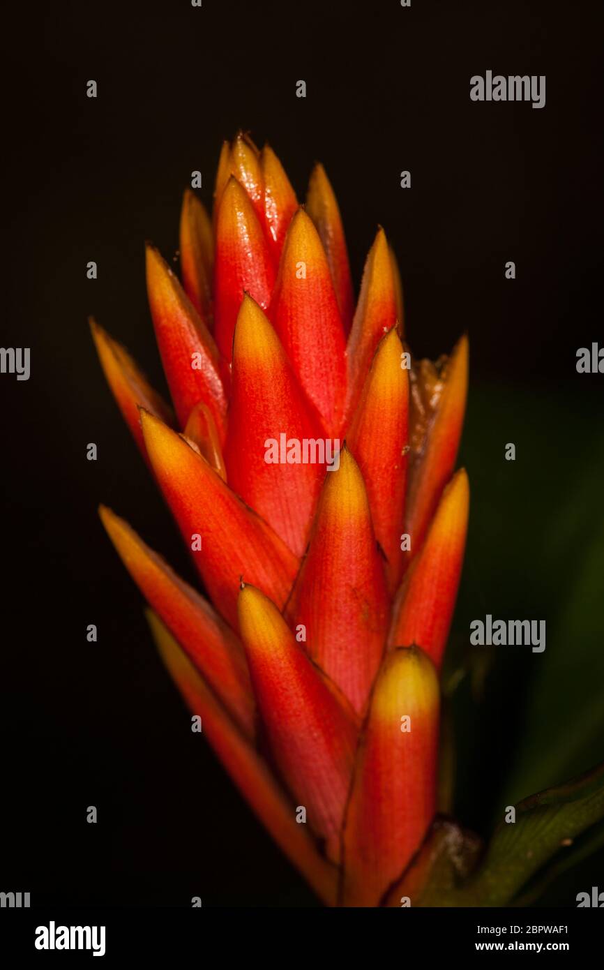 Rainforest plants flowers hi-res stock photography and images - Alamy
