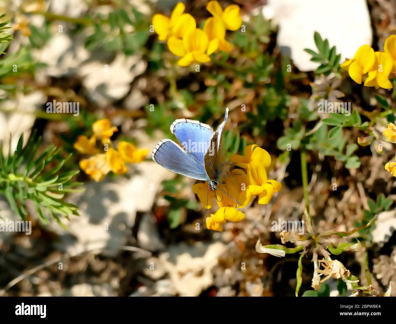 On horseshoe vetch hi-res stock photography and images - Alamy