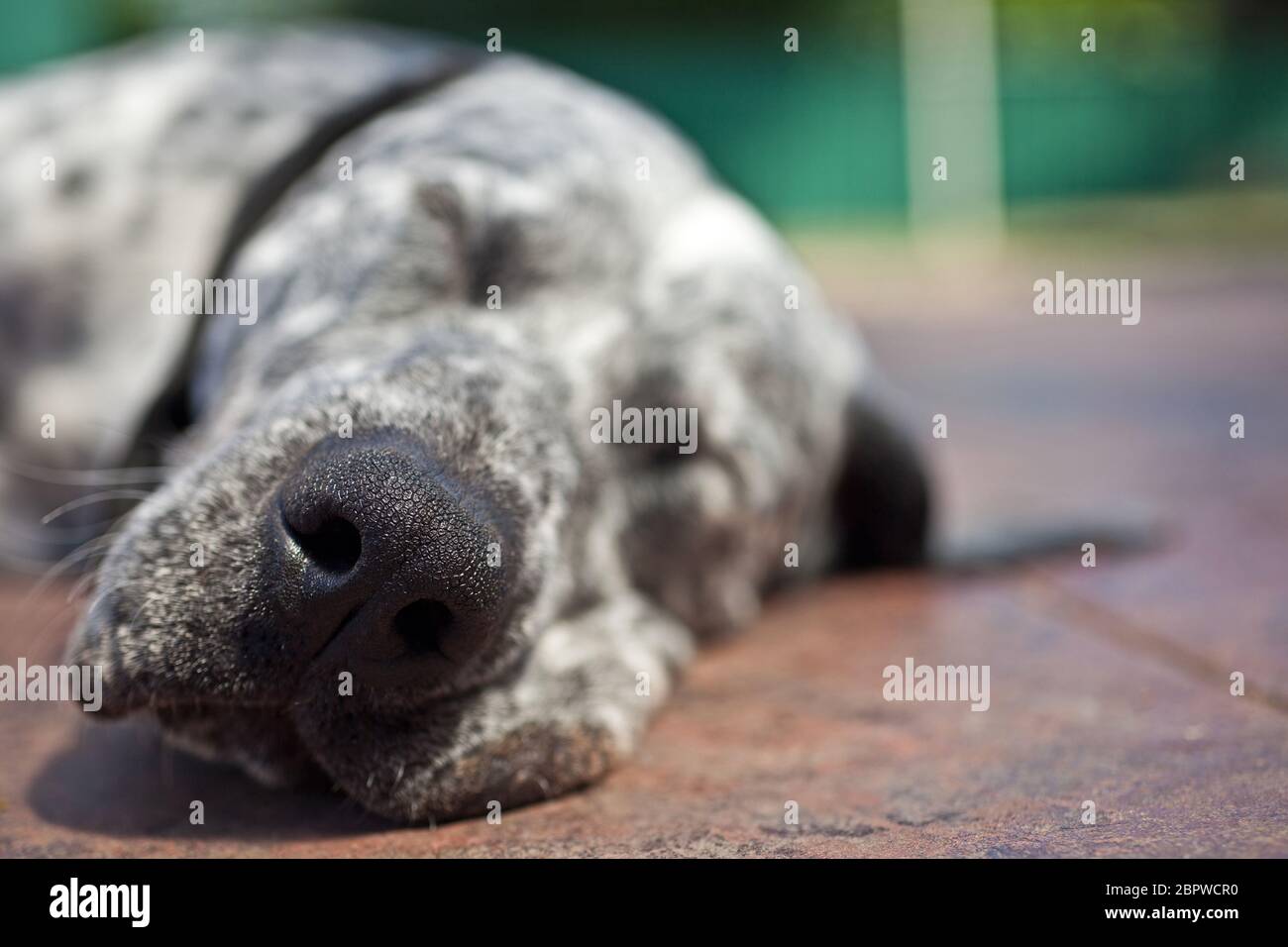 Large pointer dog hi-res stock photography and images - Alamy