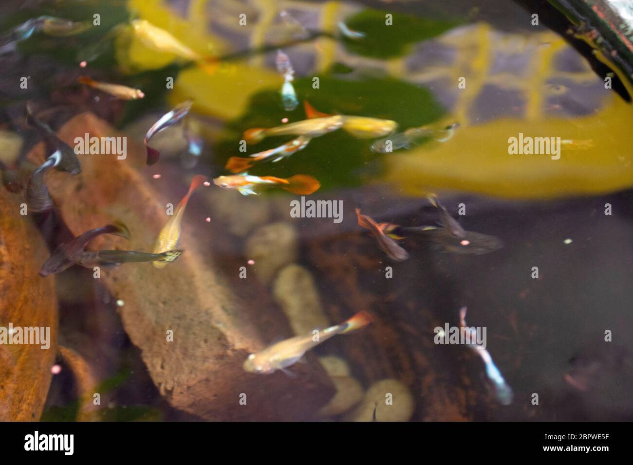 Guppy fishes or millionfish and rainbow fish swimming in water and ...