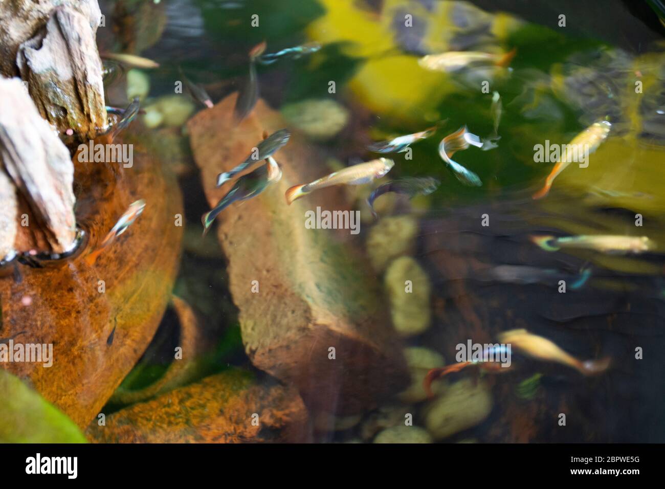 Guppy fishes or millionfish and rainbow fish swimming in water and ...