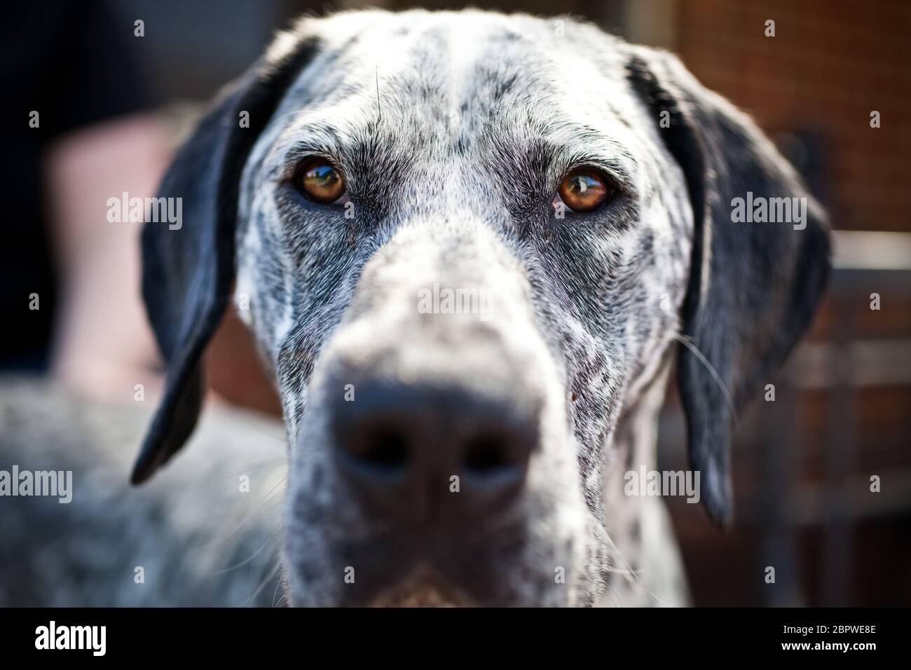 English pointer hi-res stock photography and images - Alamy