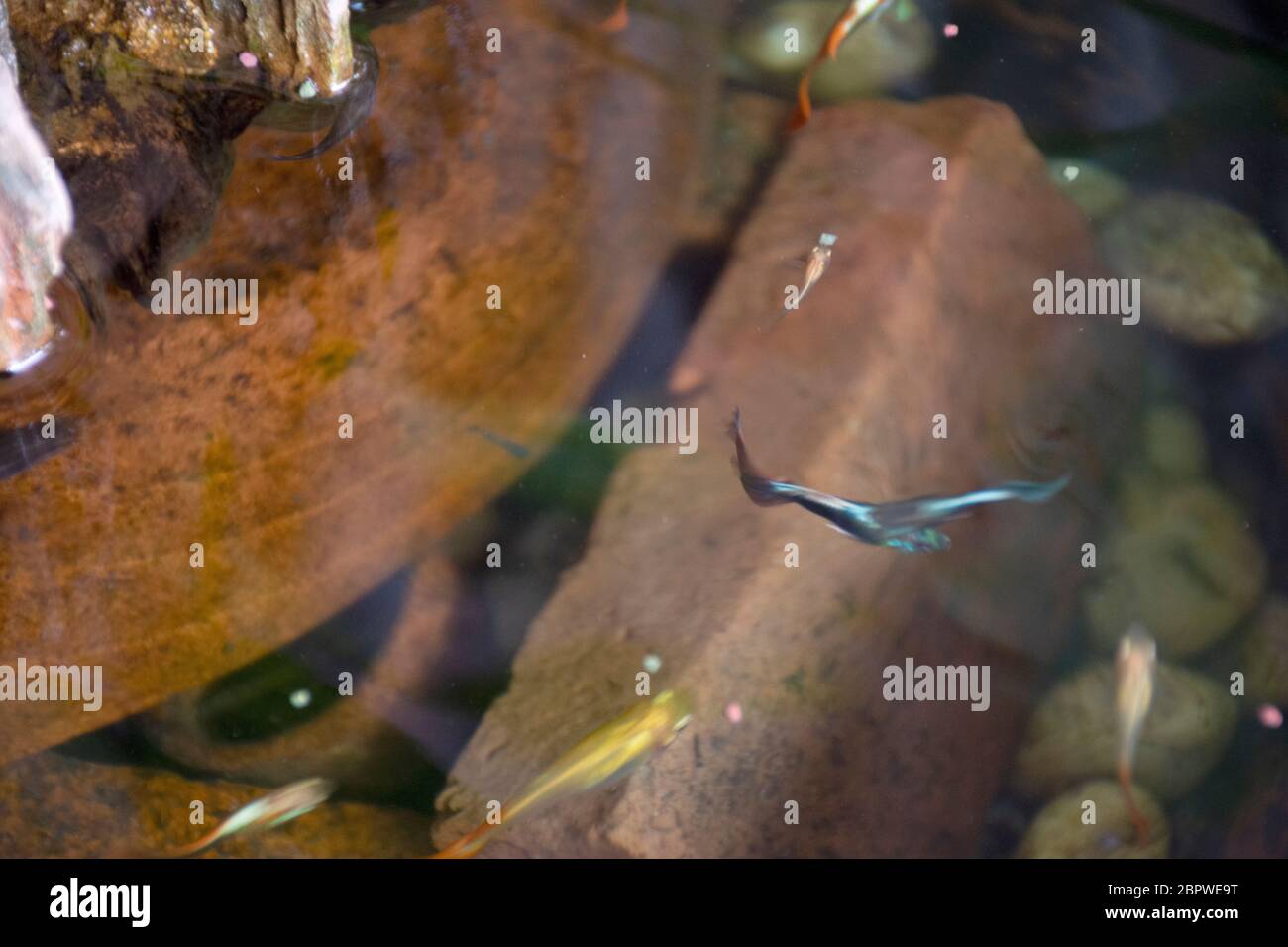 Guppy fishes or millionfish and rainbow fish swimming in water and ...