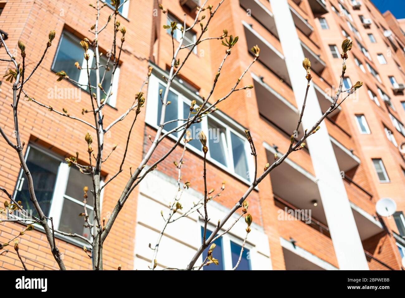 twigs with buds of horse-chestnut tree and high-rise apartment house on ...