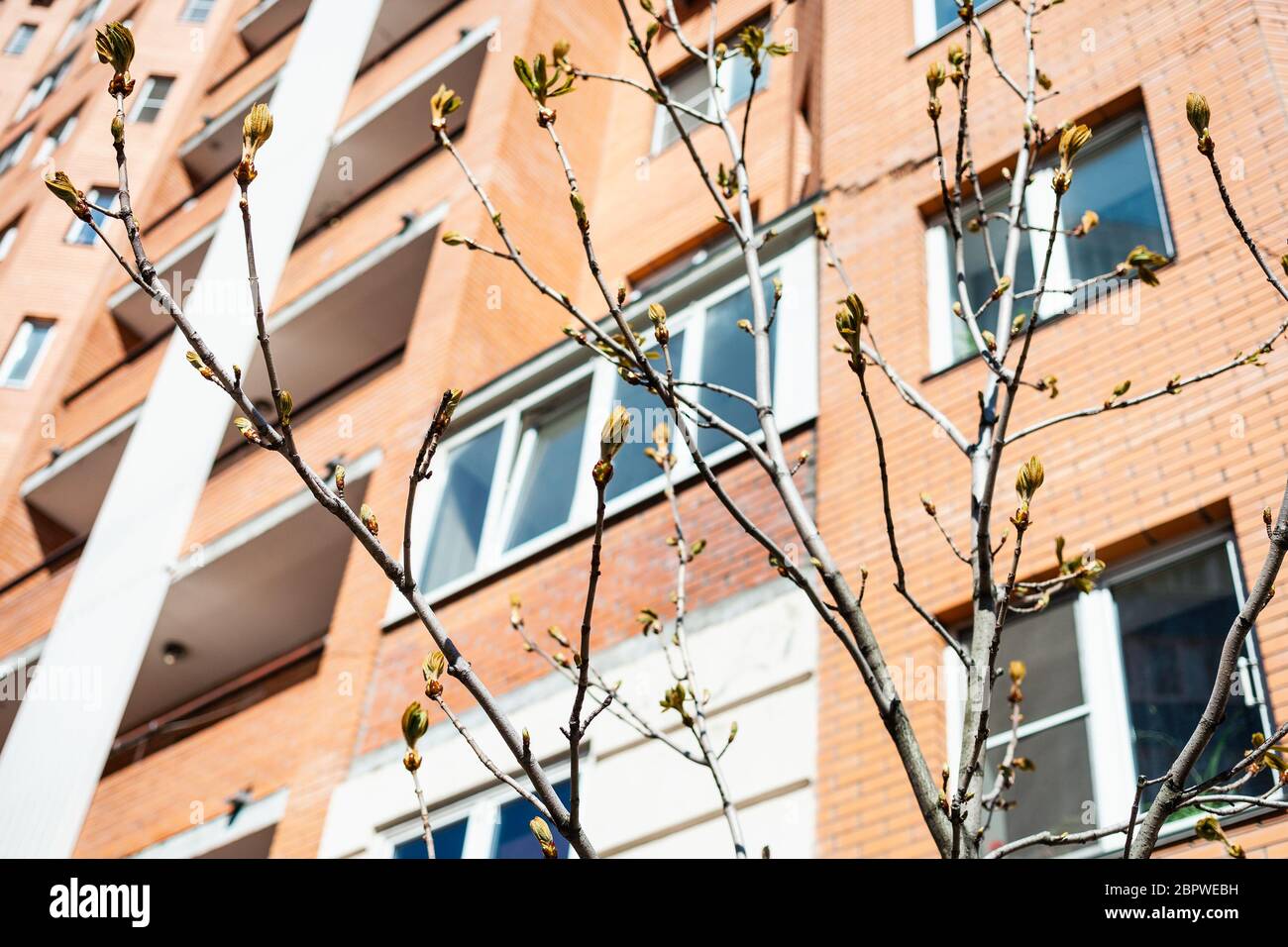 twigs horse-chestnut tree and high-rise apartment house on background ...