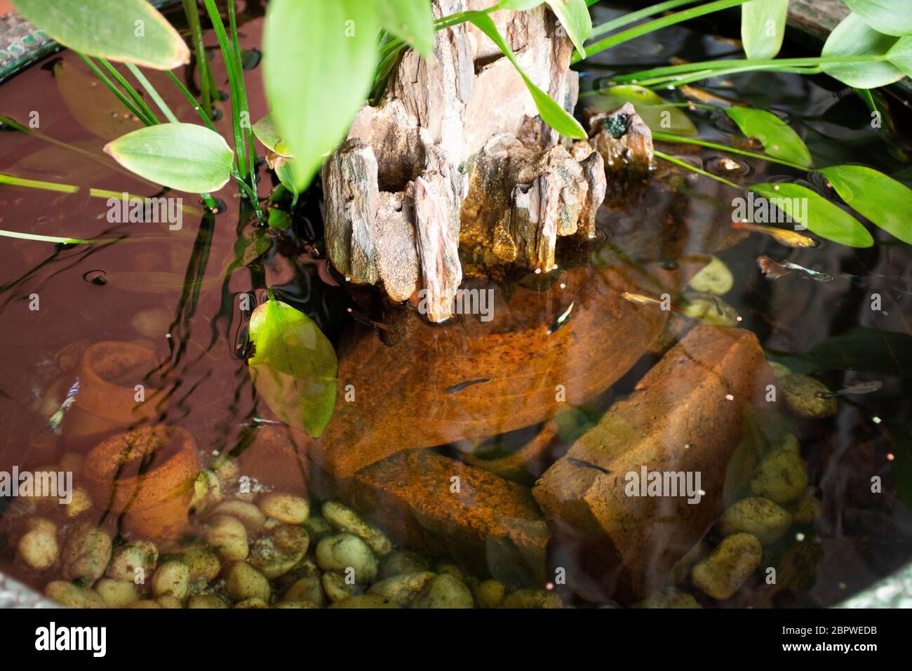 Guppy fishes or millionfish and rainbow fish swimming in water and ...