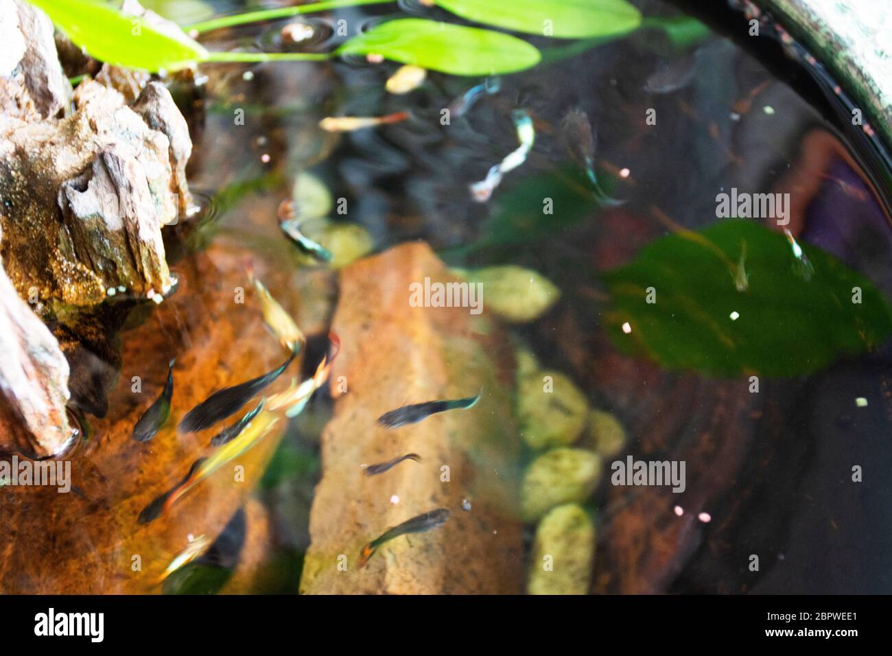 Guppy fishes or millionfish and rainbow fish swimming in water and ...