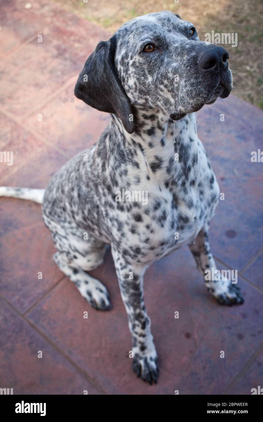 English pointer hi-res stock photography and images - Alamy