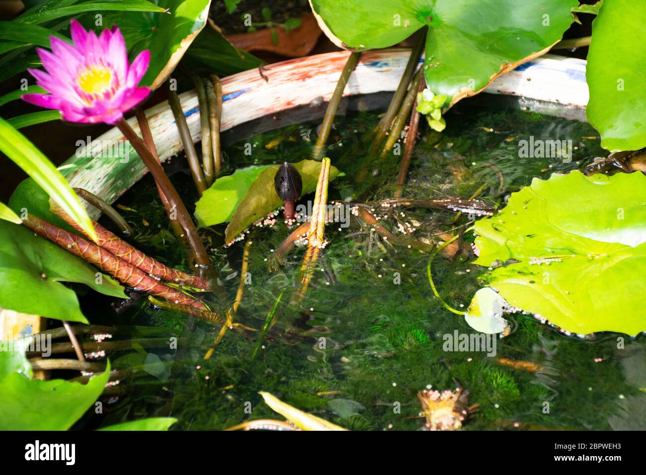 Guppy fishes or millionfish and rainbow fish swimming in water and ...